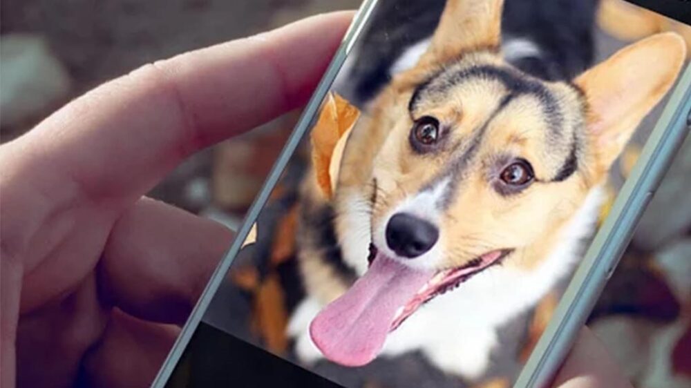 The best dog apps for Android - Android Authority