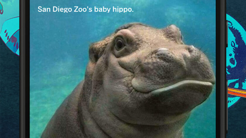 The best animal apps for Android - Android Authority