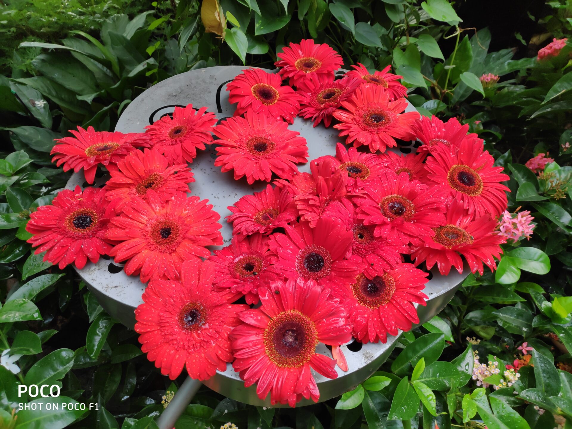 Pocophone F1 review: Awesome speed, amazing price