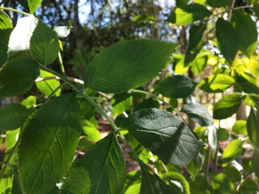 realme 2 Pro review: A step in the right direction - Android Authority