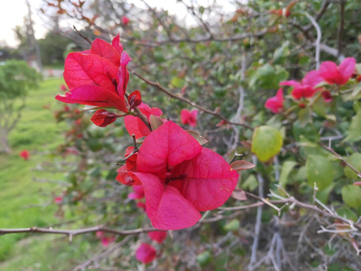 OPPO Find X camera review: Elevating experience, average photos