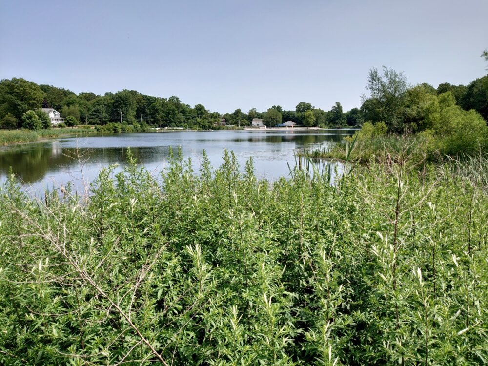 Sony Xperia 1 camera review: When three cameras aren't enough