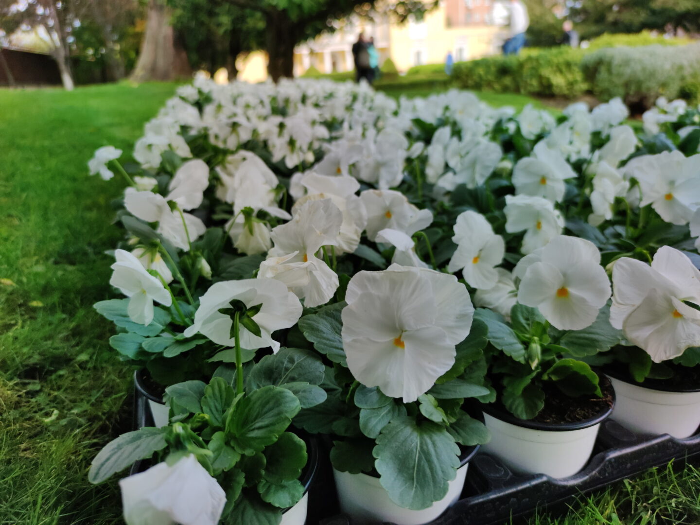 108MP camera samples: Here's what the first 108MP sensor can do!