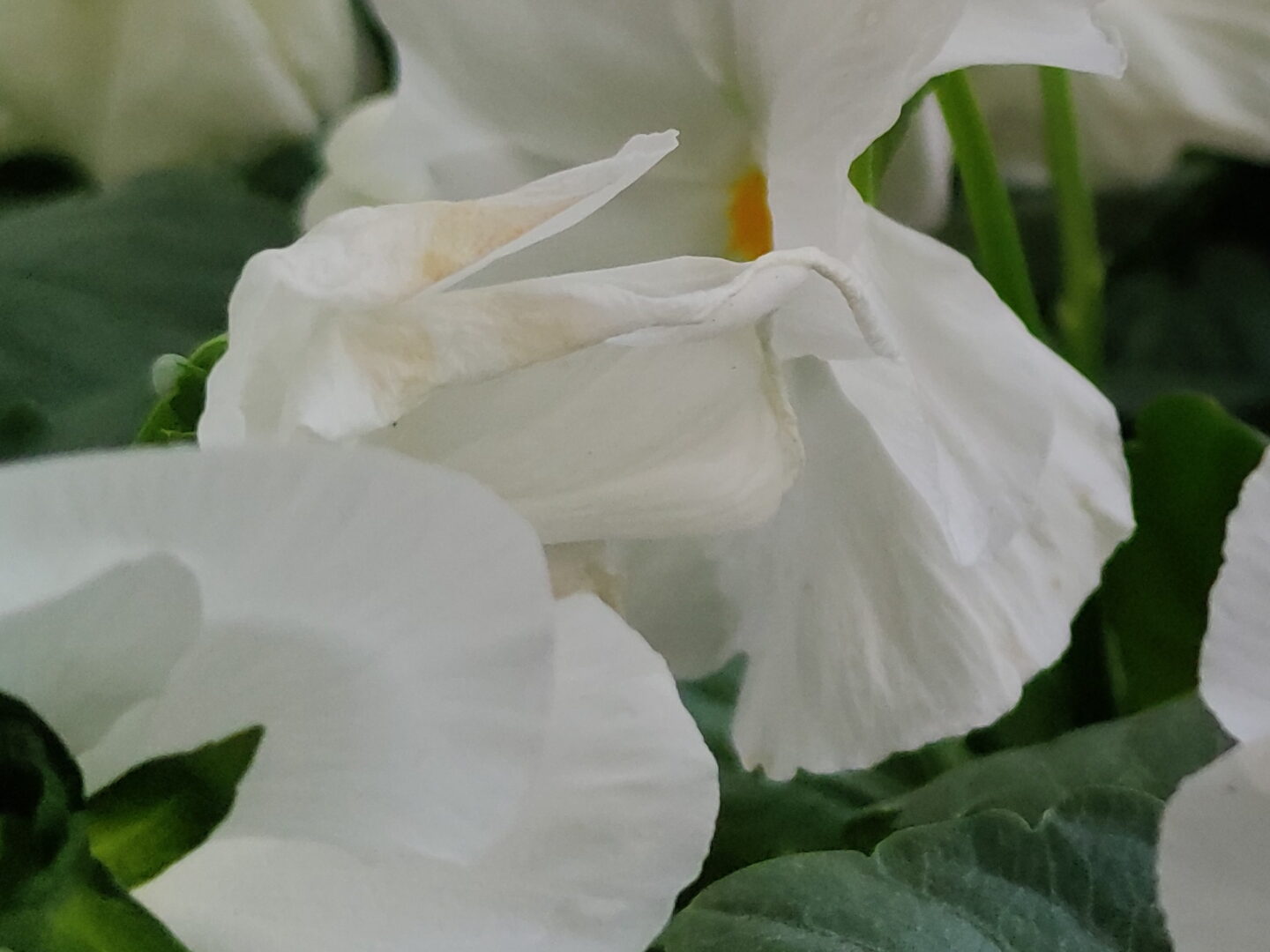 108MP camera samples: Here's what the first 108MP sensor can do!