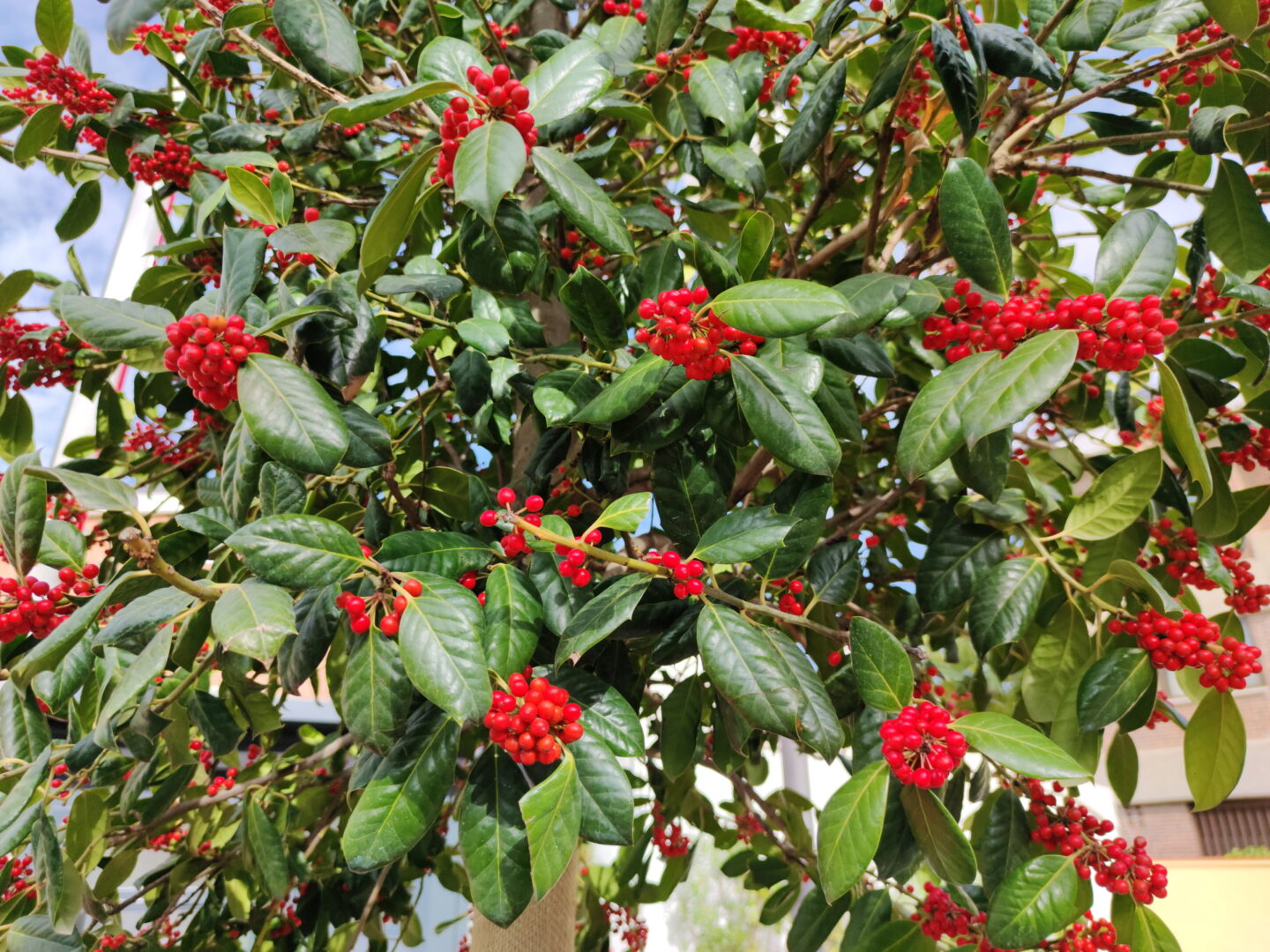 108MP camera samples: Here's what the first 108MP sensor can do!