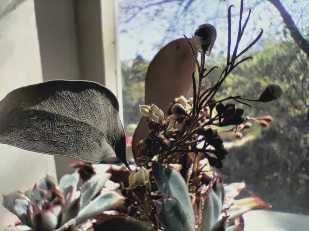 OnePlus 8 Pro vs OnePlus 8: Which one should you buy?