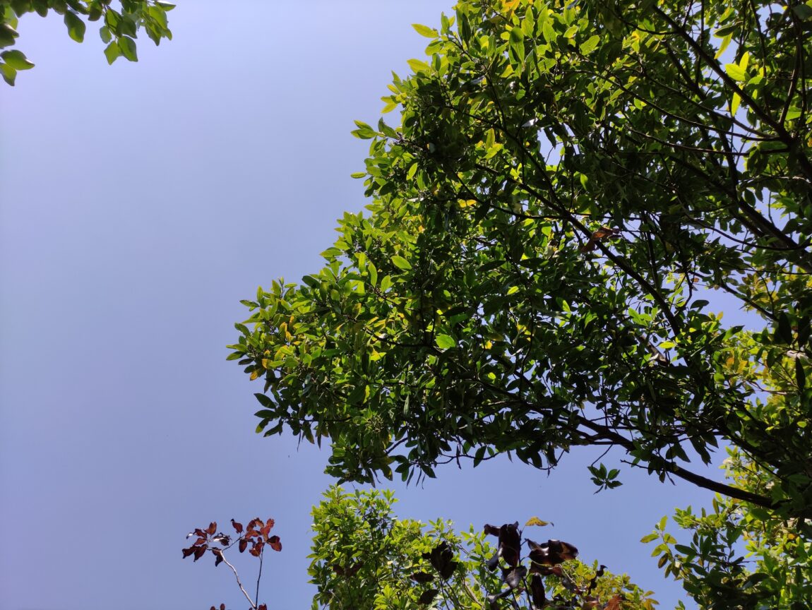 POCO F2 Pro vs POCO F1: Worth the upgrade? - Android Authority