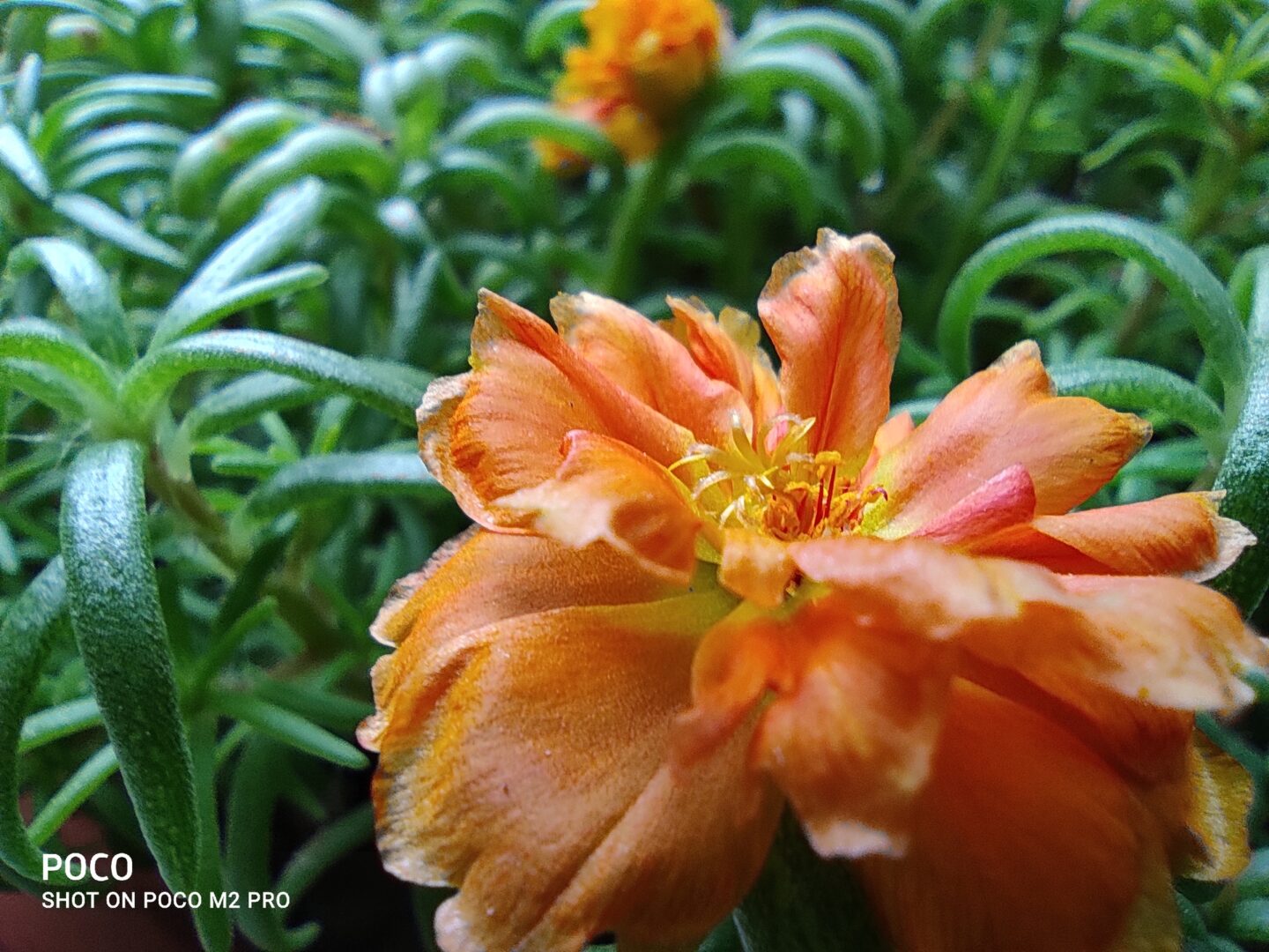 POCO M2 Pro review: A better Redmi Note 9 Pro - Android Authority