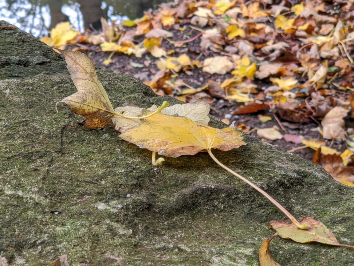 Google Pixel 5 zoom camera test: Is Super Res Zoom enough?