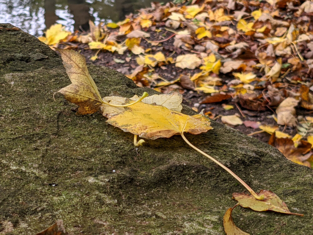 Google Pixel 5 zoom camera test: Is Super Res Zoom enough?