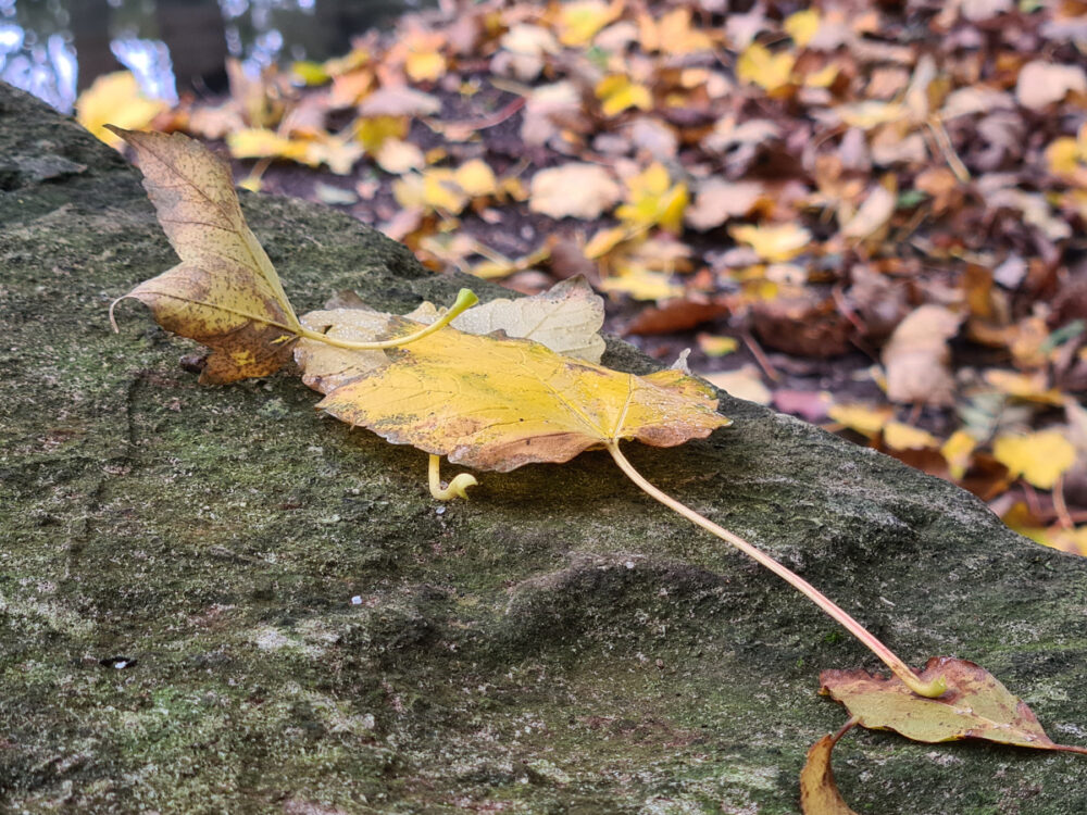 Google Pixel 5 zoom camera test: Is Super Res Zoom enough?