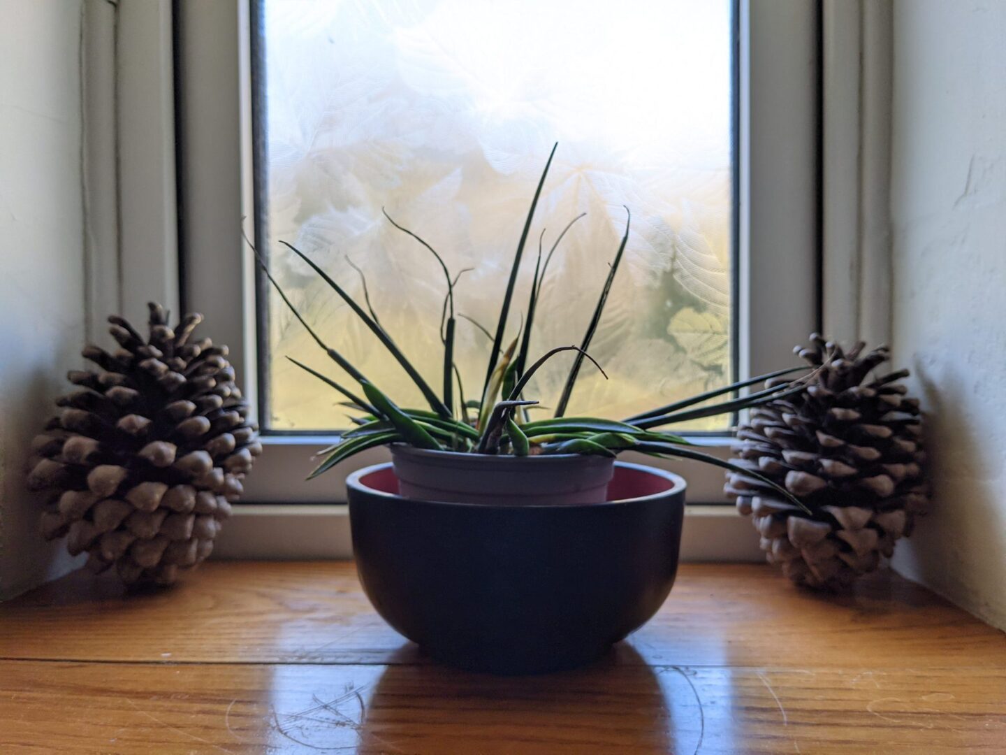 Camera shootout: OnePlus 9 Pro vs Google Pixel 5 - Android Authority