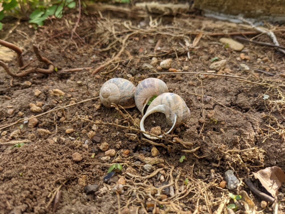 Camera shootout: OnePlus 9 Pro vs Google Pixel 5 - Android Authority