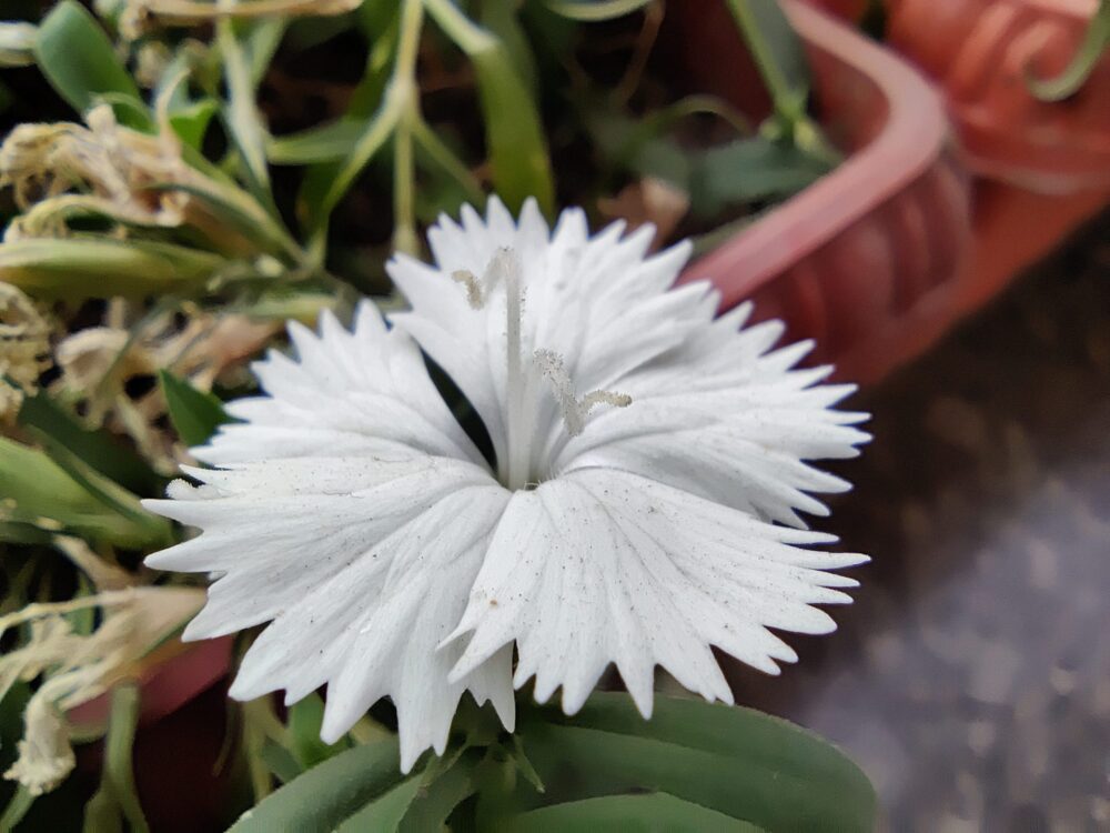 OnePlus 9R review: OnePlus 8T, take two - Android Authority