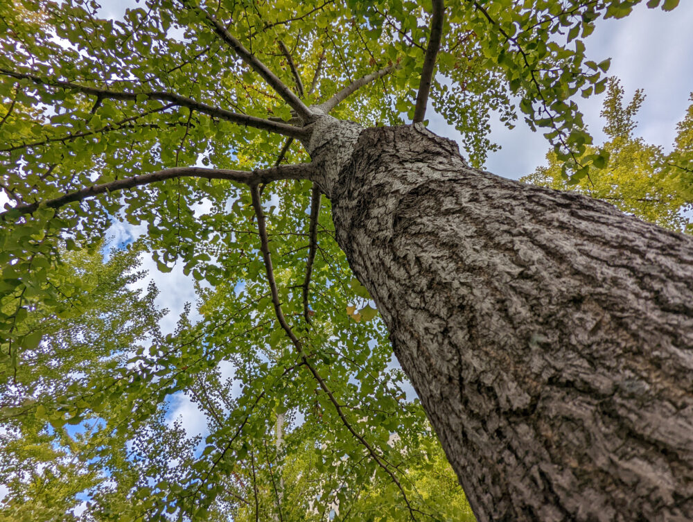 Google Pixel 6 buyer's guide: Price, specs, release date - Android ...