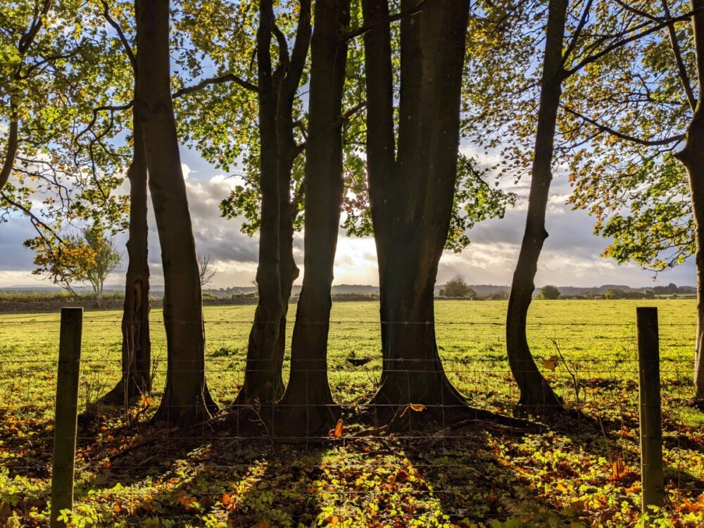 Google Pixel 6 Pro vs Pixel 5 camera test: How much better is it really?