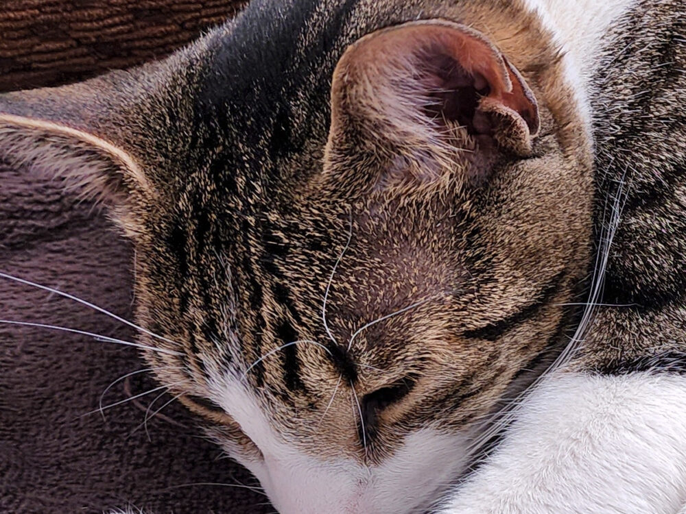 Samsung Galaxy S22 Ultra camera test: Check out these photo samples