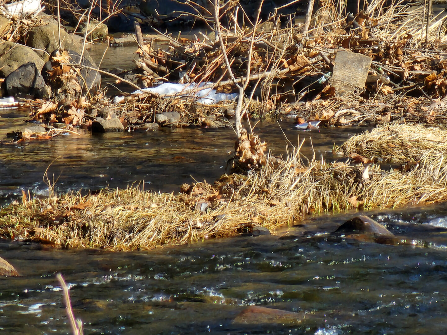 Samsung Galaxy S22 Ultra camera test: Check out these photo samples