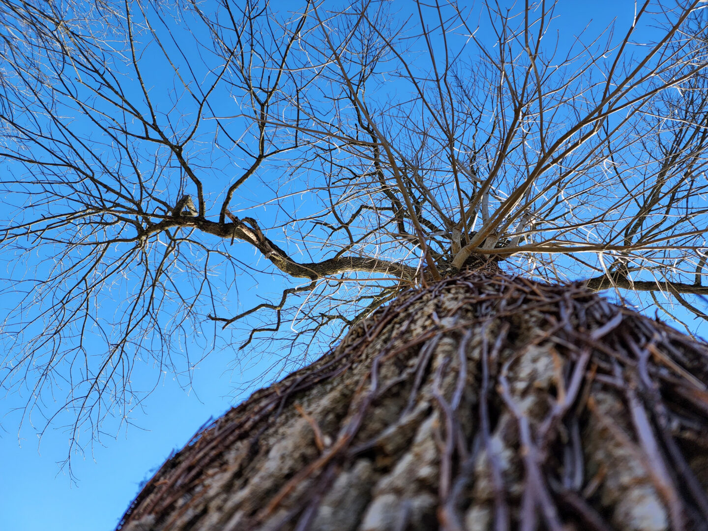 Samsung Galaxy S22 Ultra camera test: Check out these photo samples