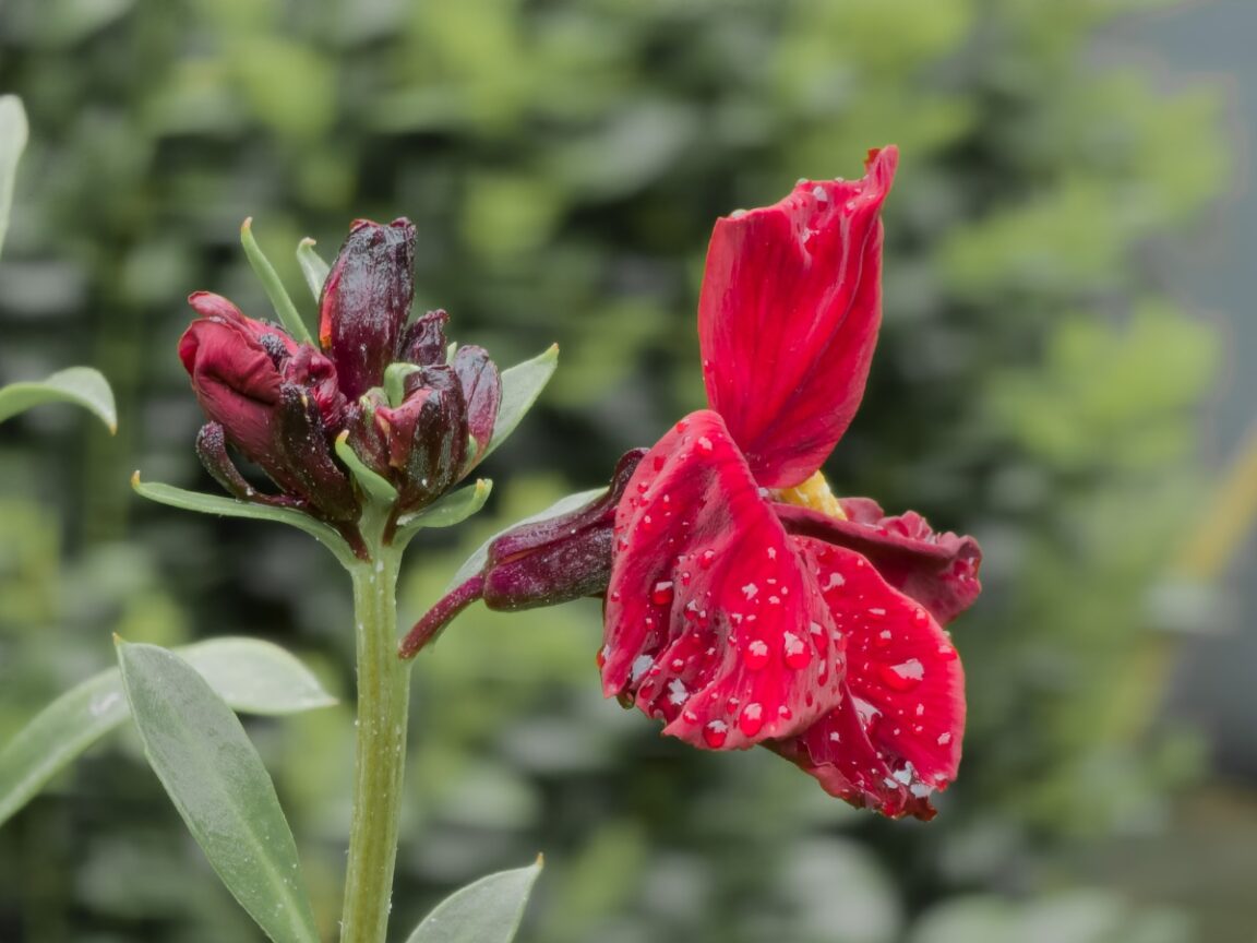 Samsung Expert RAW: How to use Samsung's advanced photo app