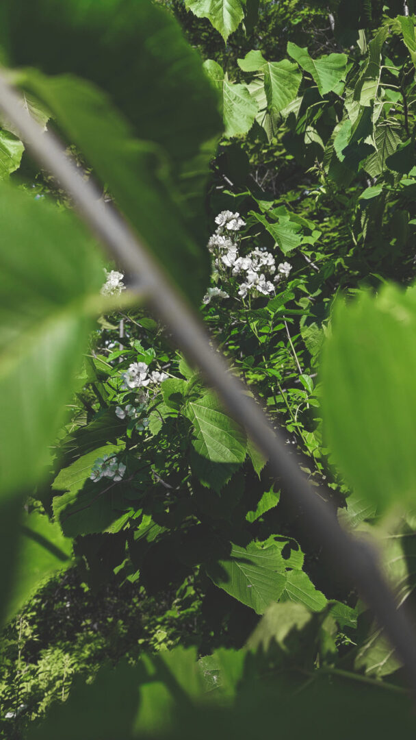 Here are some wallpapers for Pixel phones, taken on Pixel phones ...