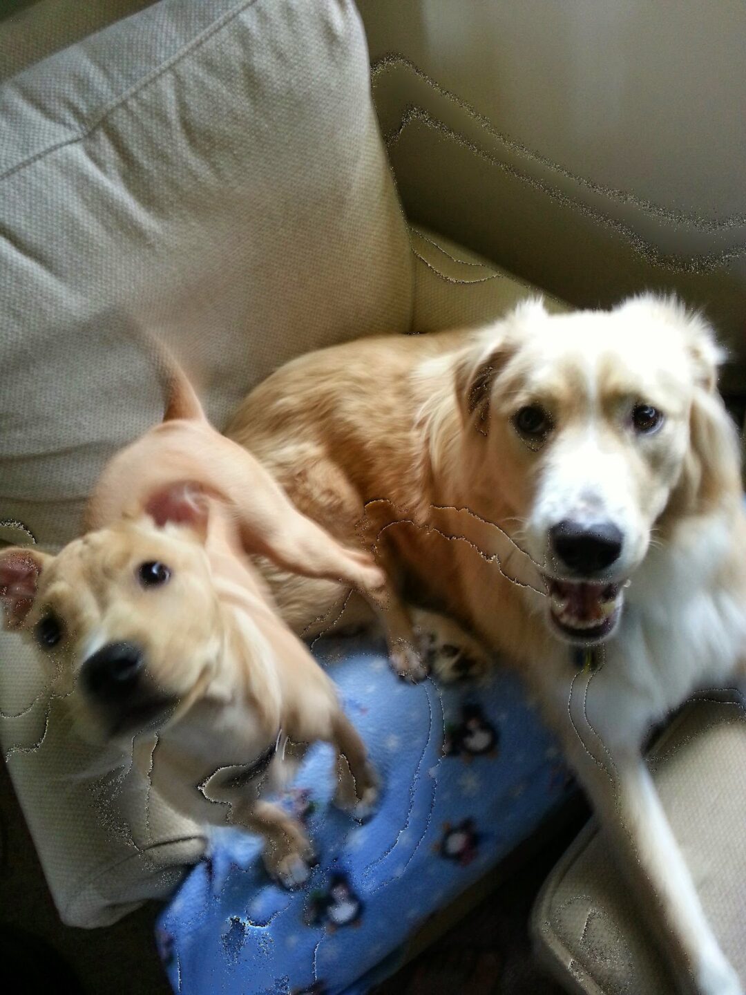 Google Photos users see weird glitches in old images (Update: Fix coming)