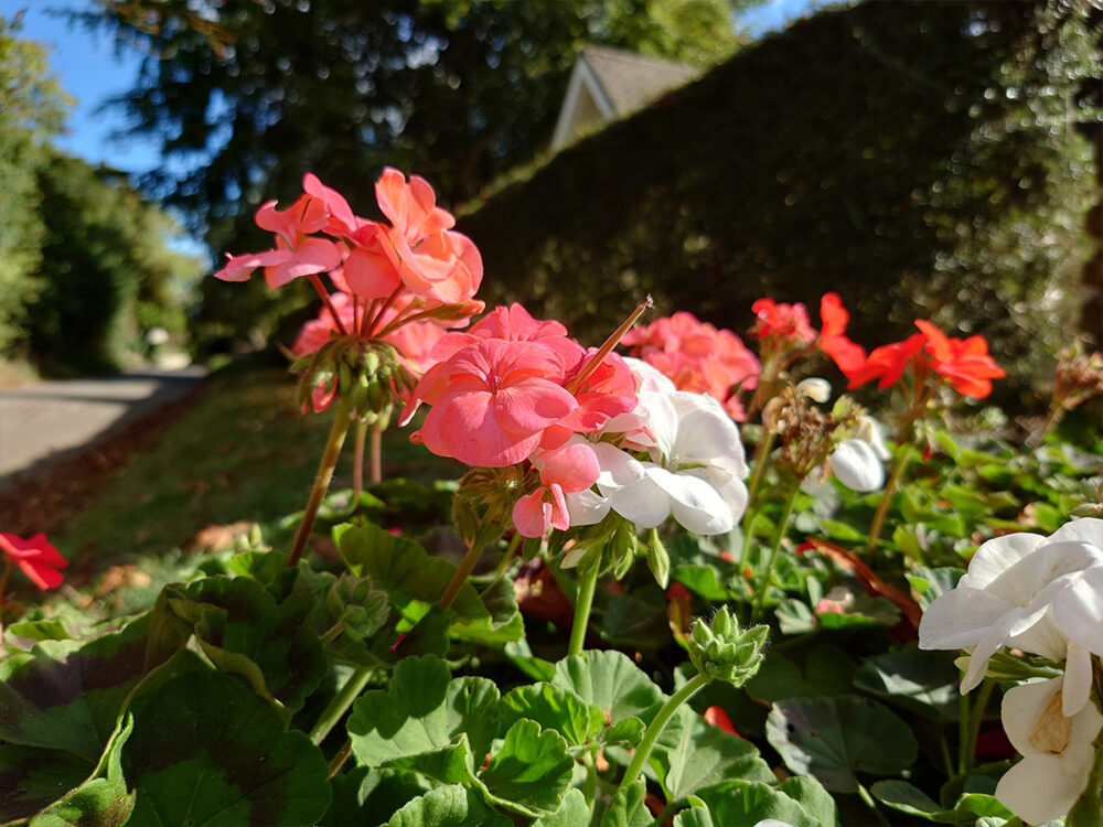 Sony Xperia 5 IV review: Still a pocket photography powerhouse