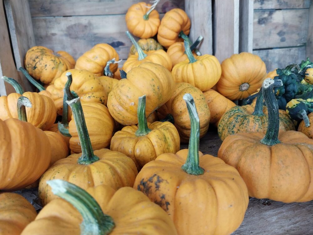 Samsung Galaxy A23 5G review: Searching for the middle ground