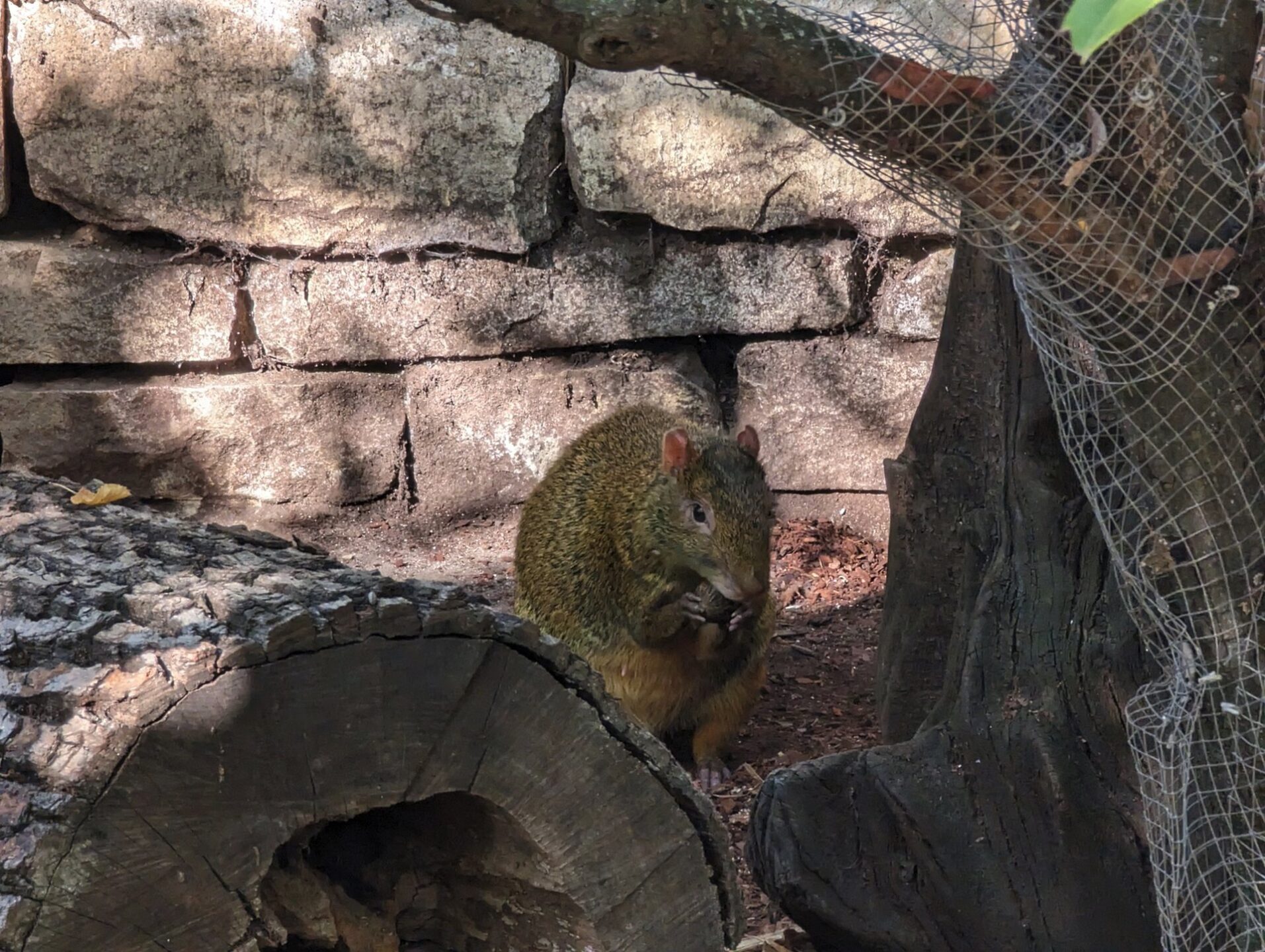 Super Res Zoom on Google Pixels: What is it, and how to use it?