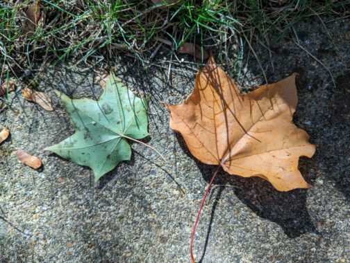 Google Pixel 7 review: A bargain that's impossible to beat
