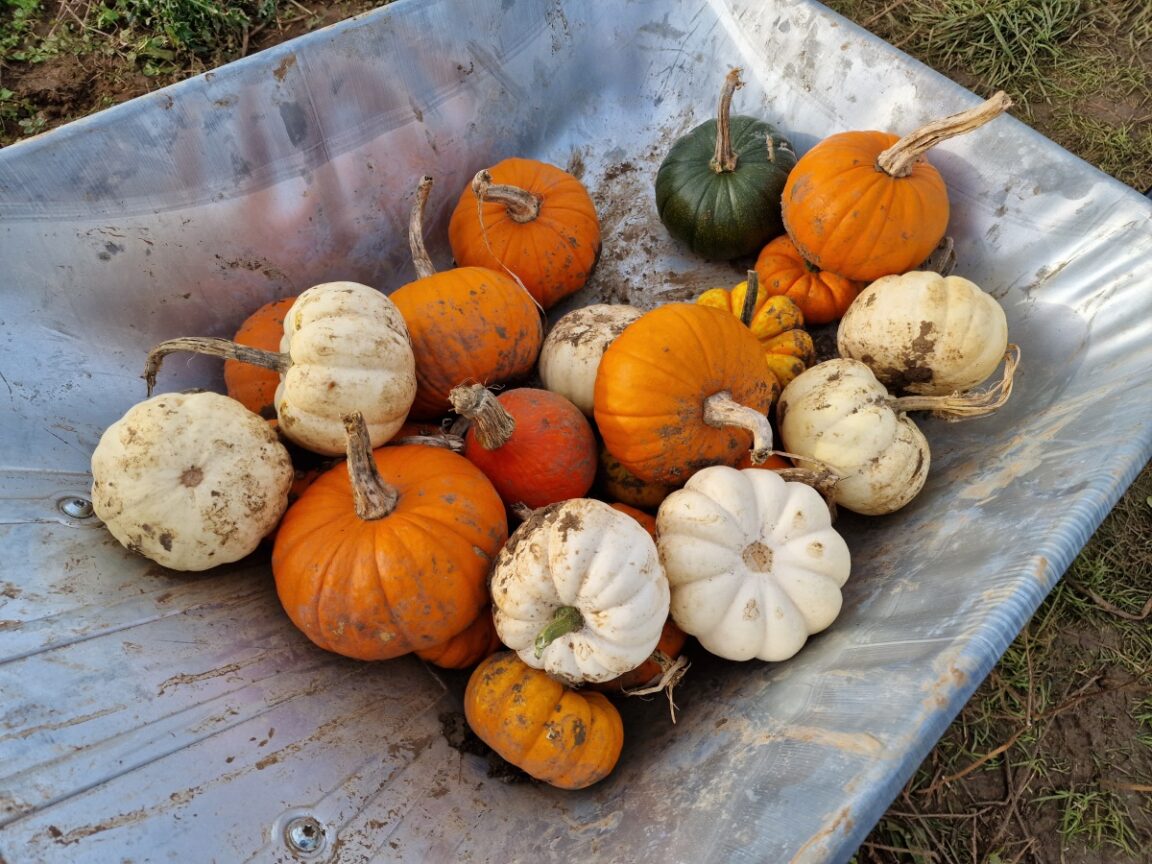 Camera shootout: Google Pixel 7 Pro vs Samsung Galaxy S22 Ultra