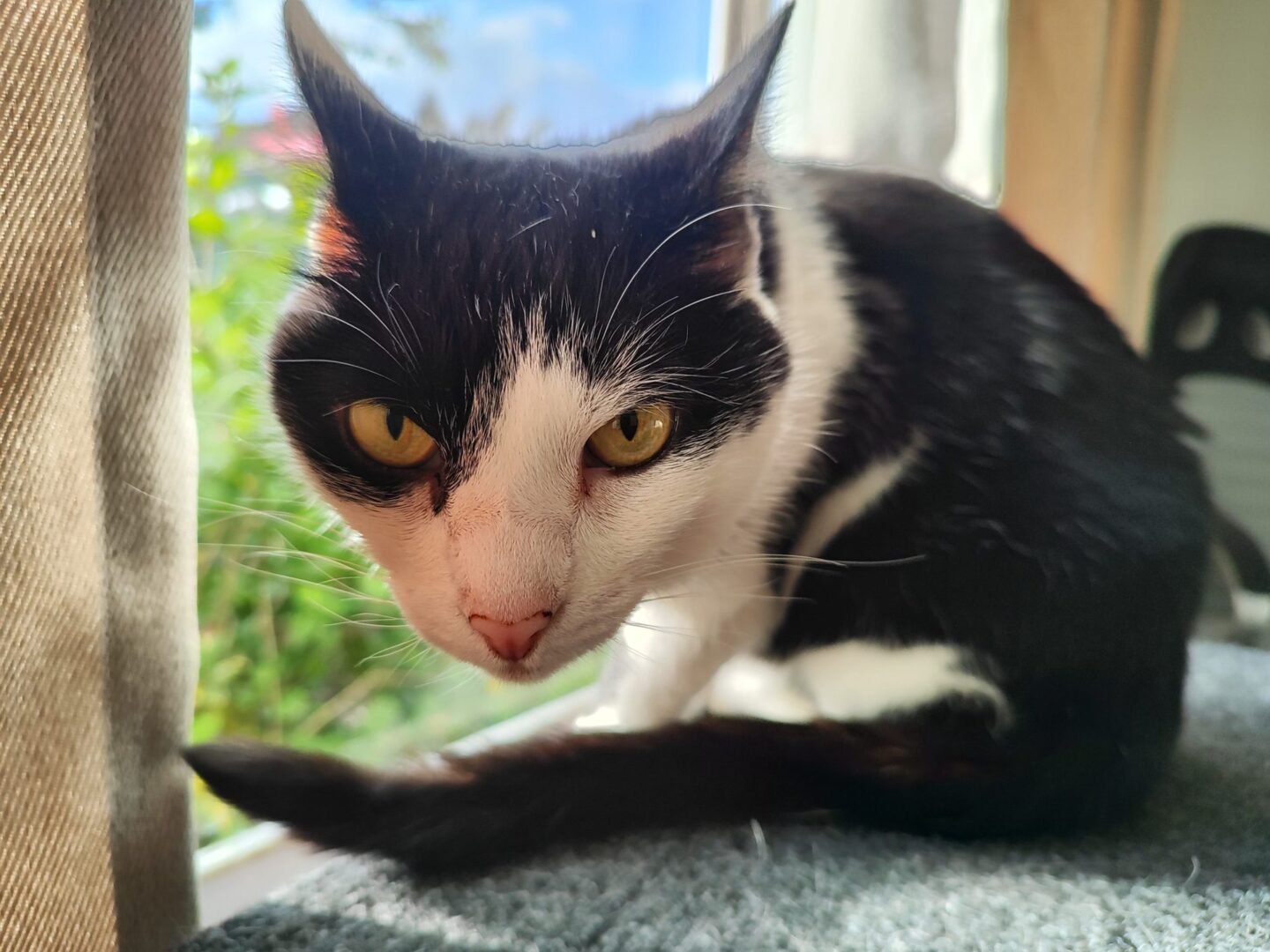 POCO X5 Pro review: Upping the budget ante - Android Authority