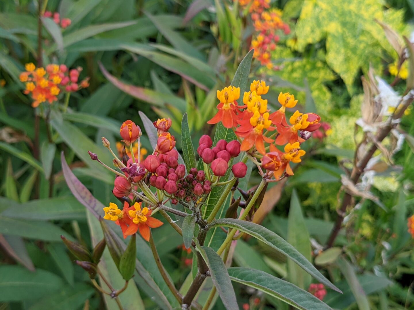 Google Pixel 6a review revisited: The good and bad six months later