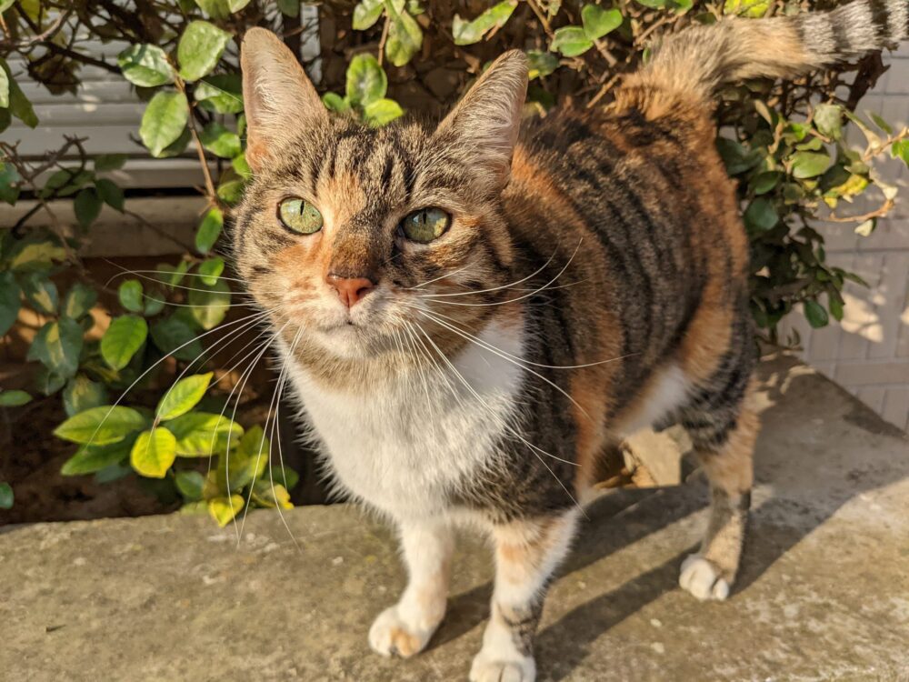 The Pixel 5 is the most underrated Pixel yet, and I wish it had a successor