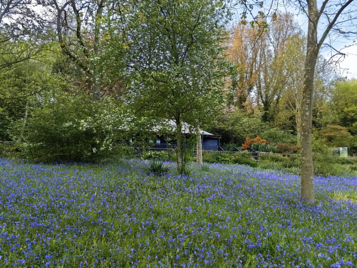 Huawei P60 Pro review: The best camera phone in the business?