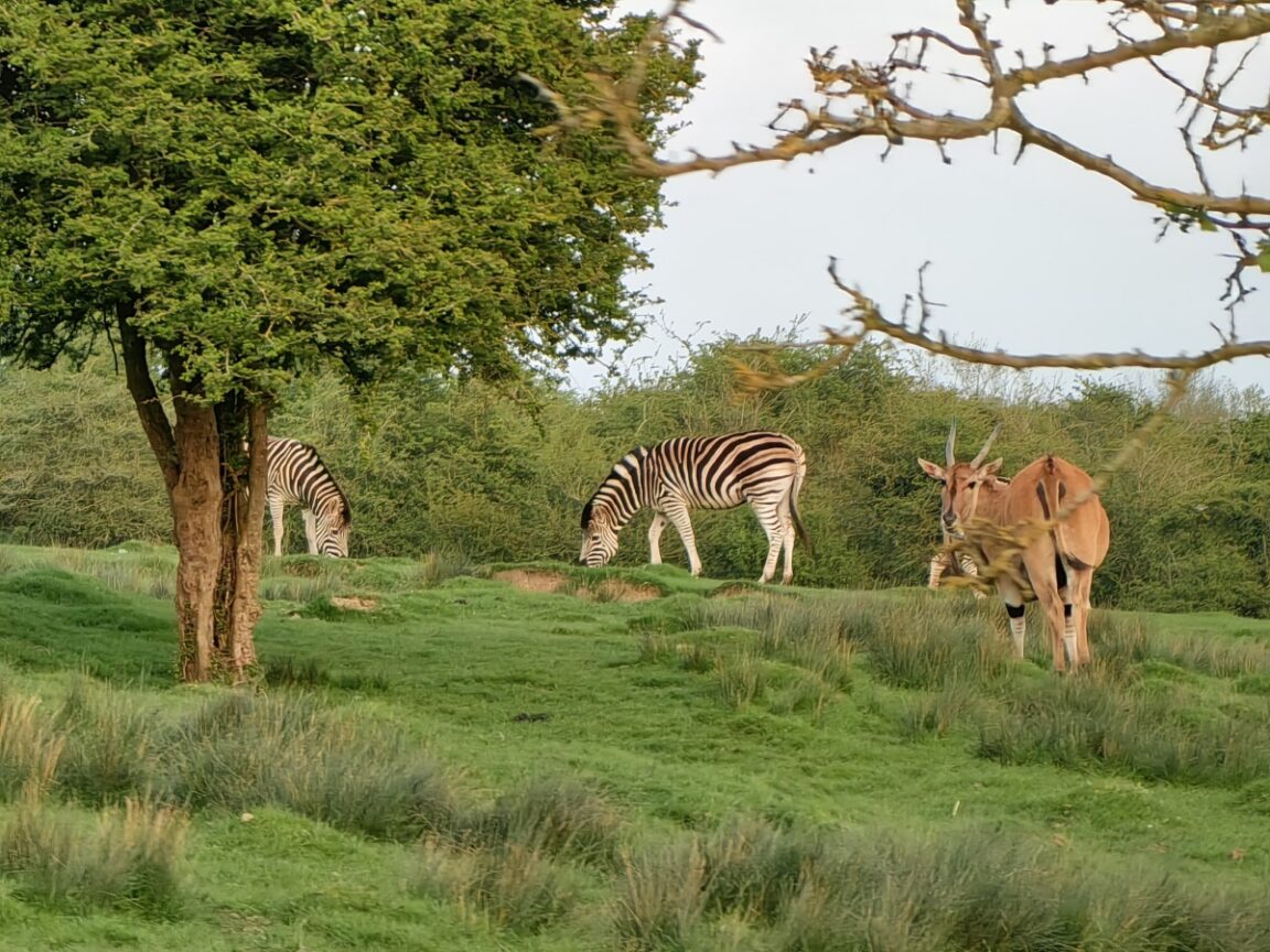 Huawei P60 Pro review: The best camera phone in the business?