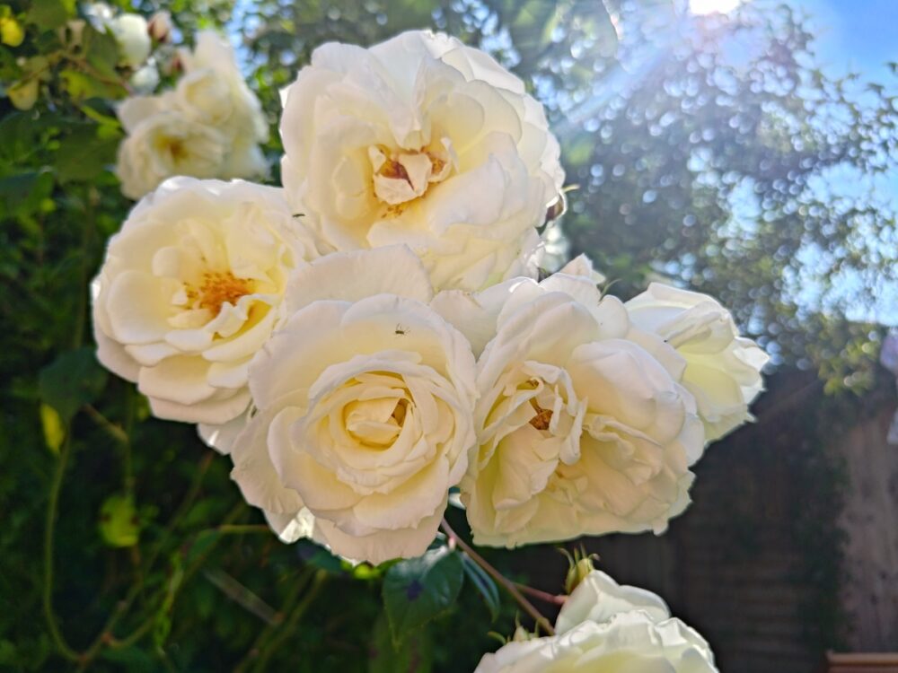 ASUS Zenfone 10 review: Should you buy it? - Android Authority