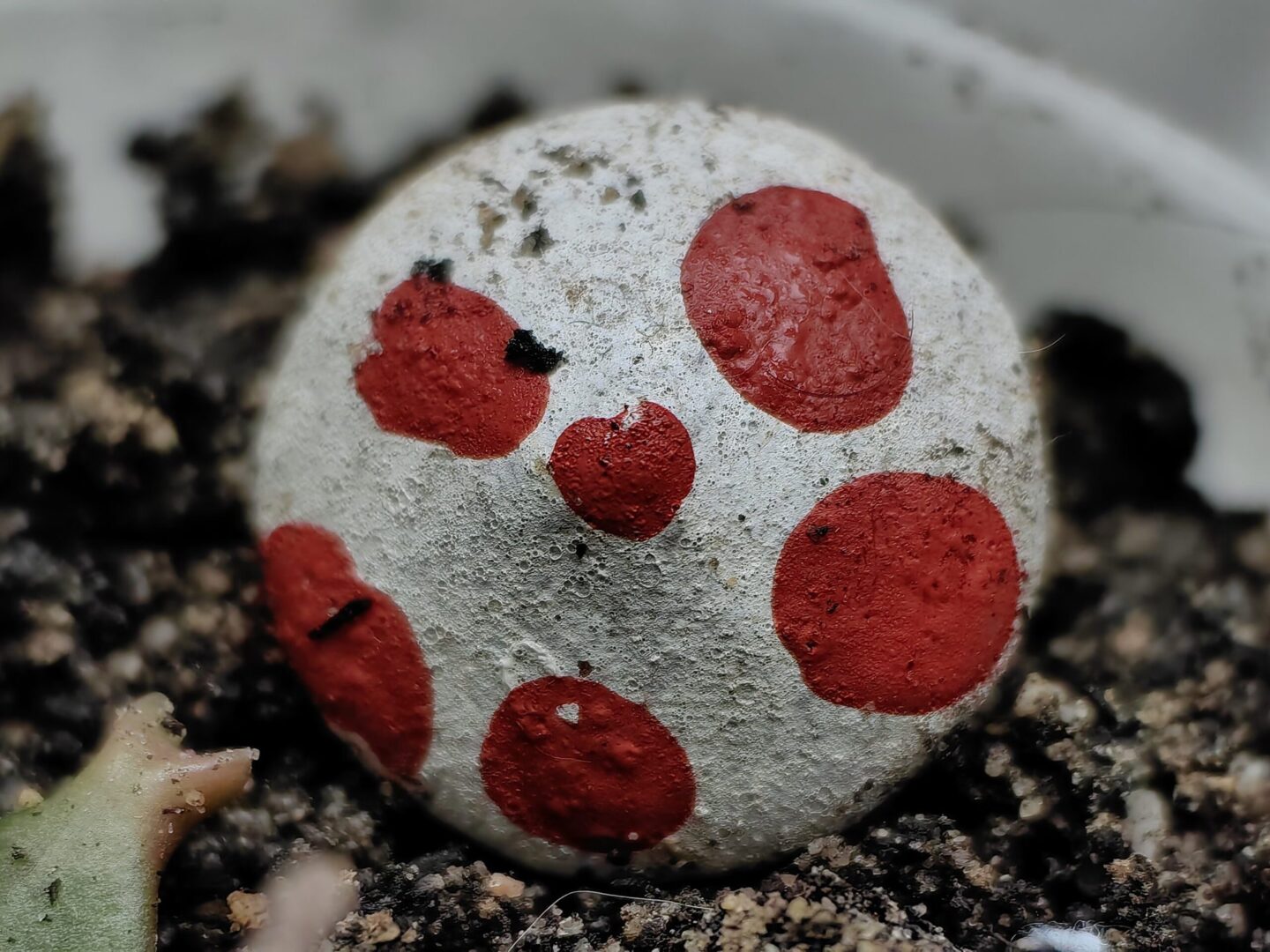 I want this camera experience on future flagships - Android Authority