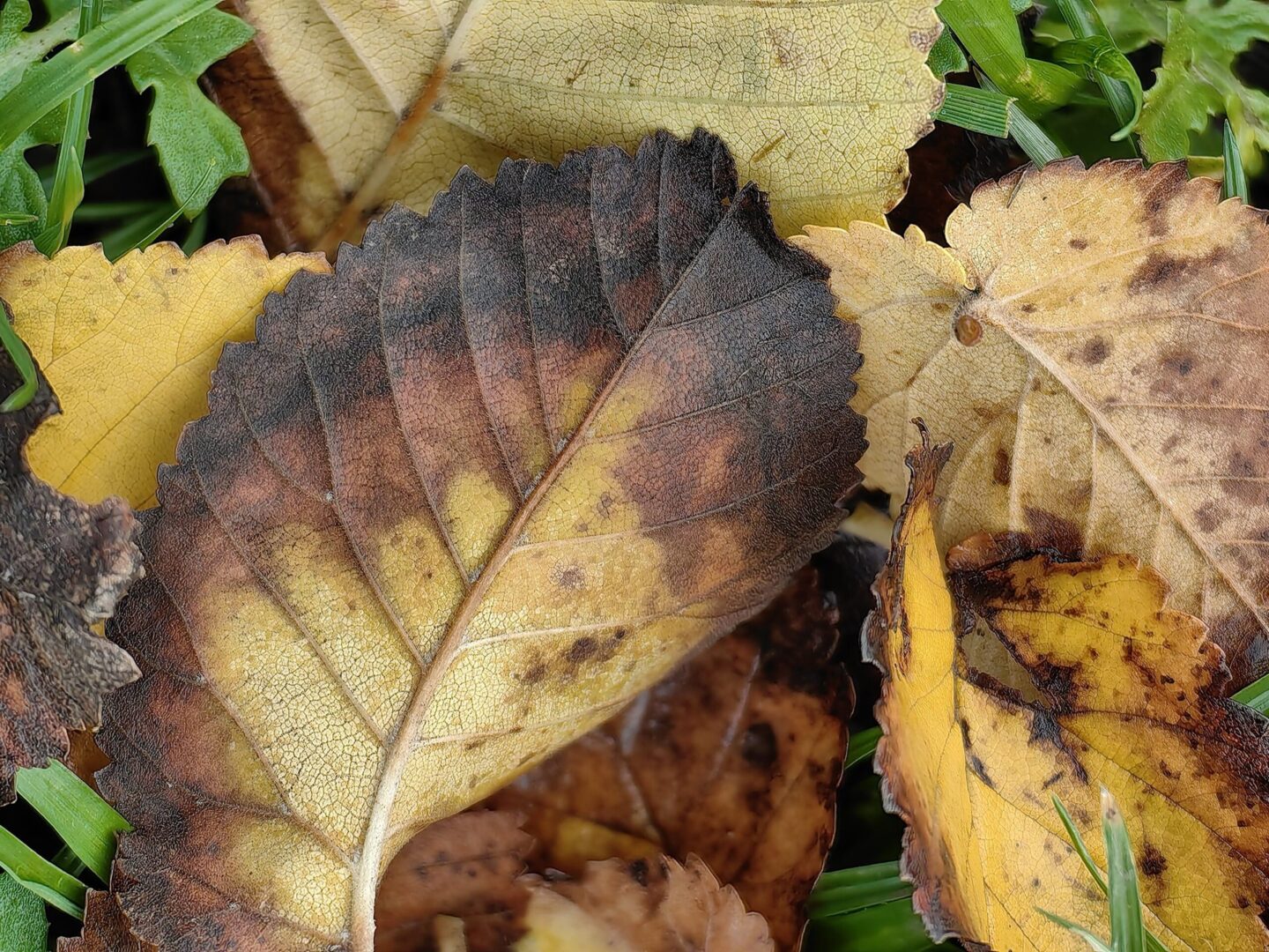 I want this camera experience on future flagships - Android Authority