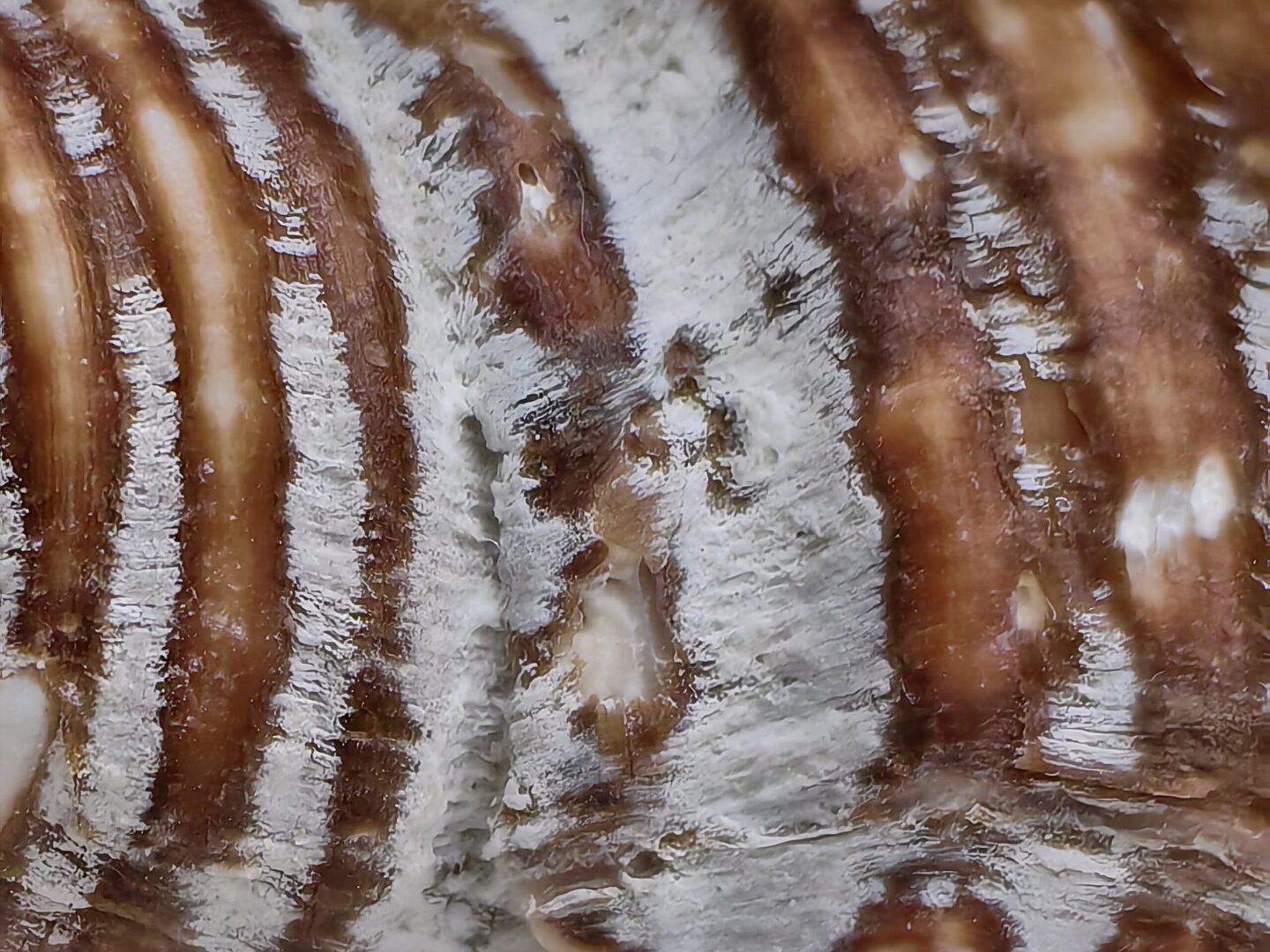 I want this camera experience on future flagships - Android Authority