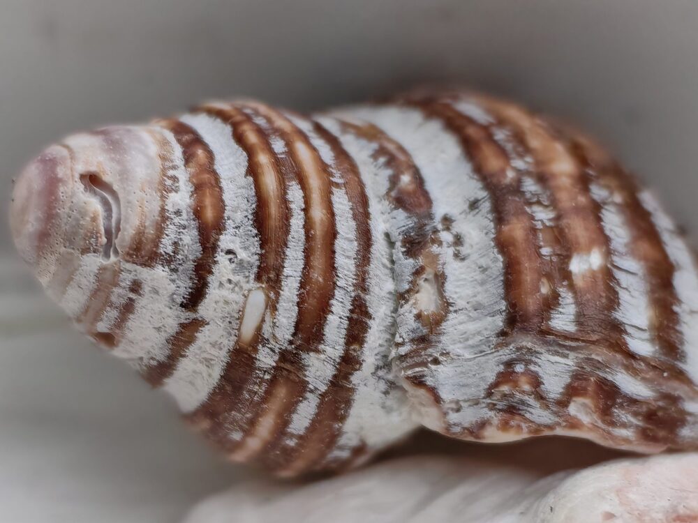 I want this camera experience on future flagships - Android Authority