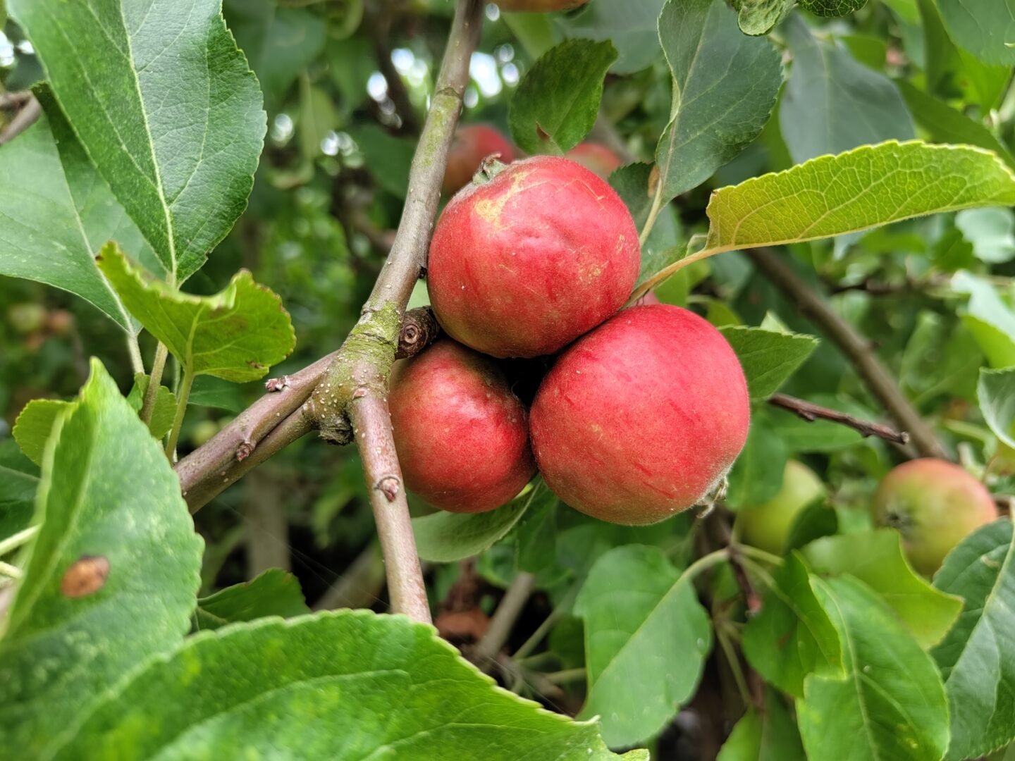 Nothing Phone 2 review: Should you buy it? - Android Authority