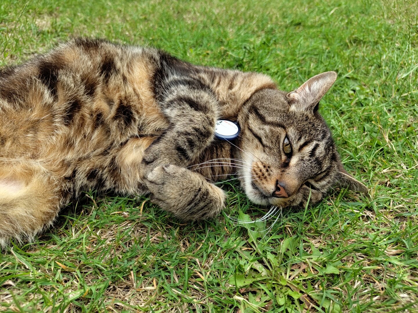 Nothing Phone 2 review: Should you buy it? - Android Authority