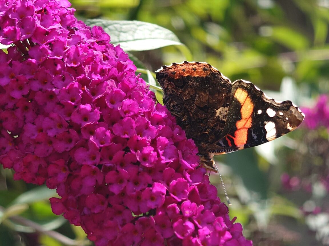 Sony Xperia 1 V review: Refining the formula