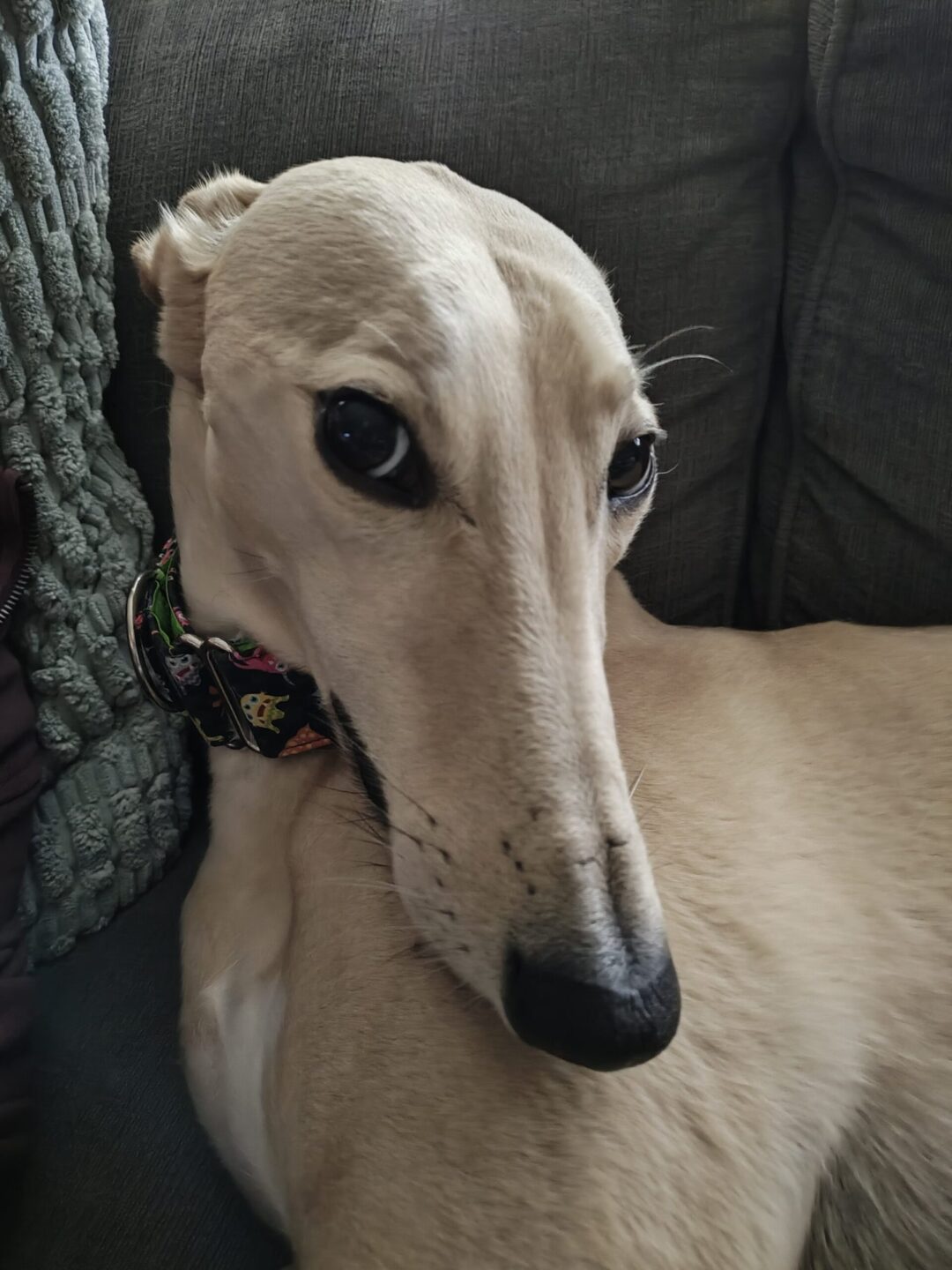 Motorola Razr (2023) review: Making foldables mainstream