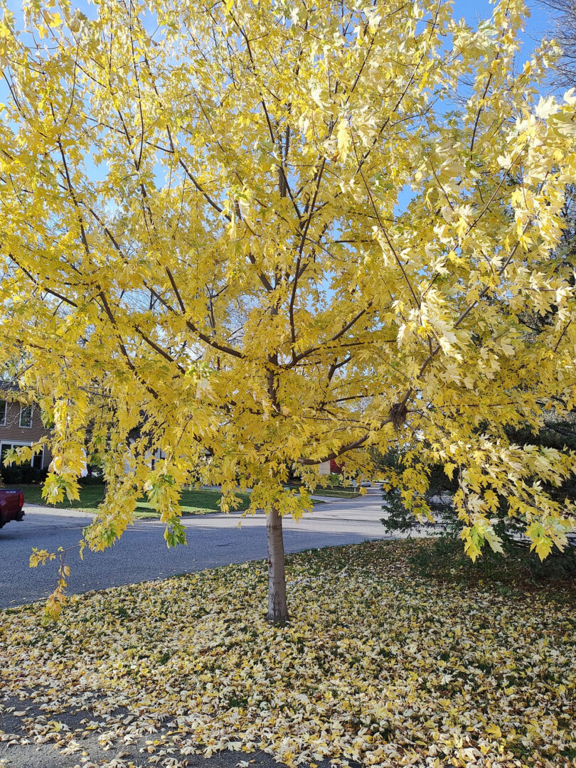 Motorola Razr (2023) review: Making foldables mainstream