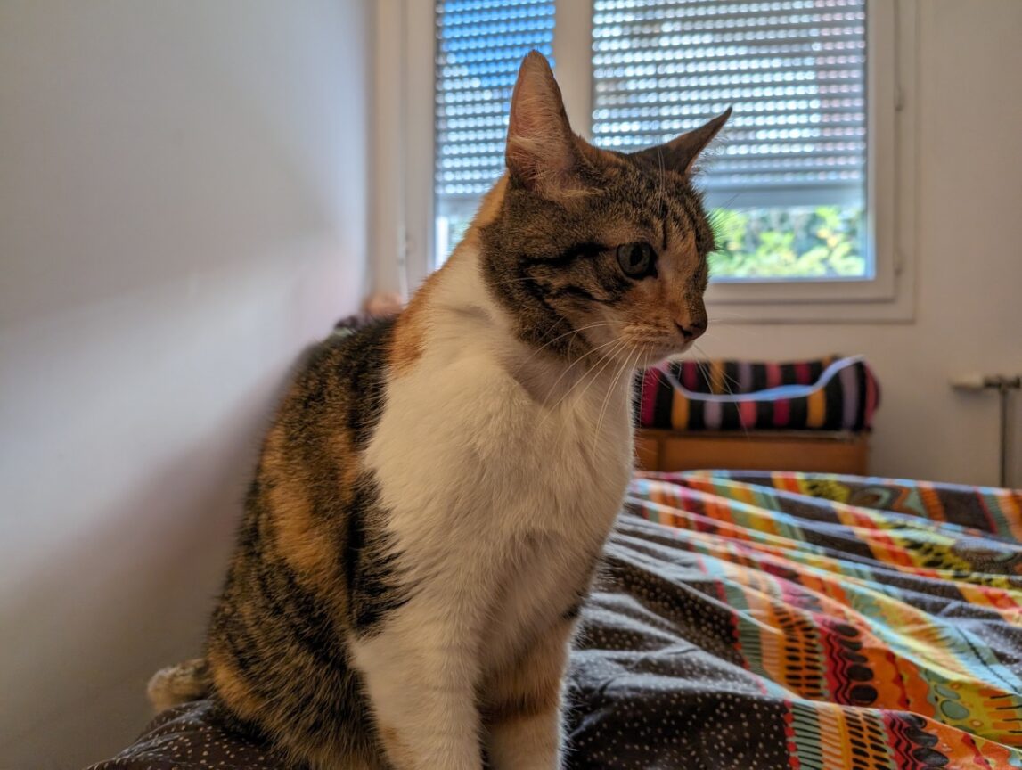 Google Pixel 8 review: Is it really built to last seven years?