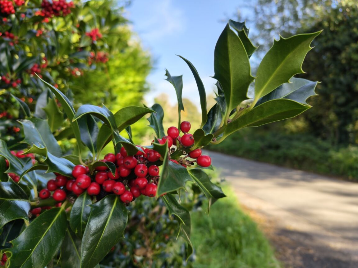 OPPO Find N3 Flip review: Should you buy it?