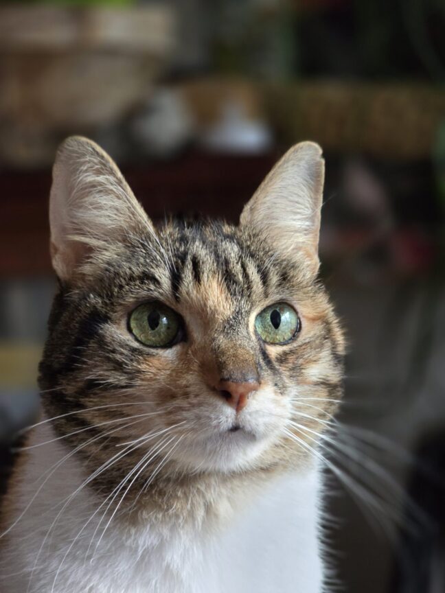 Samsung Galaxy S24 cameras: Here's what you need to know