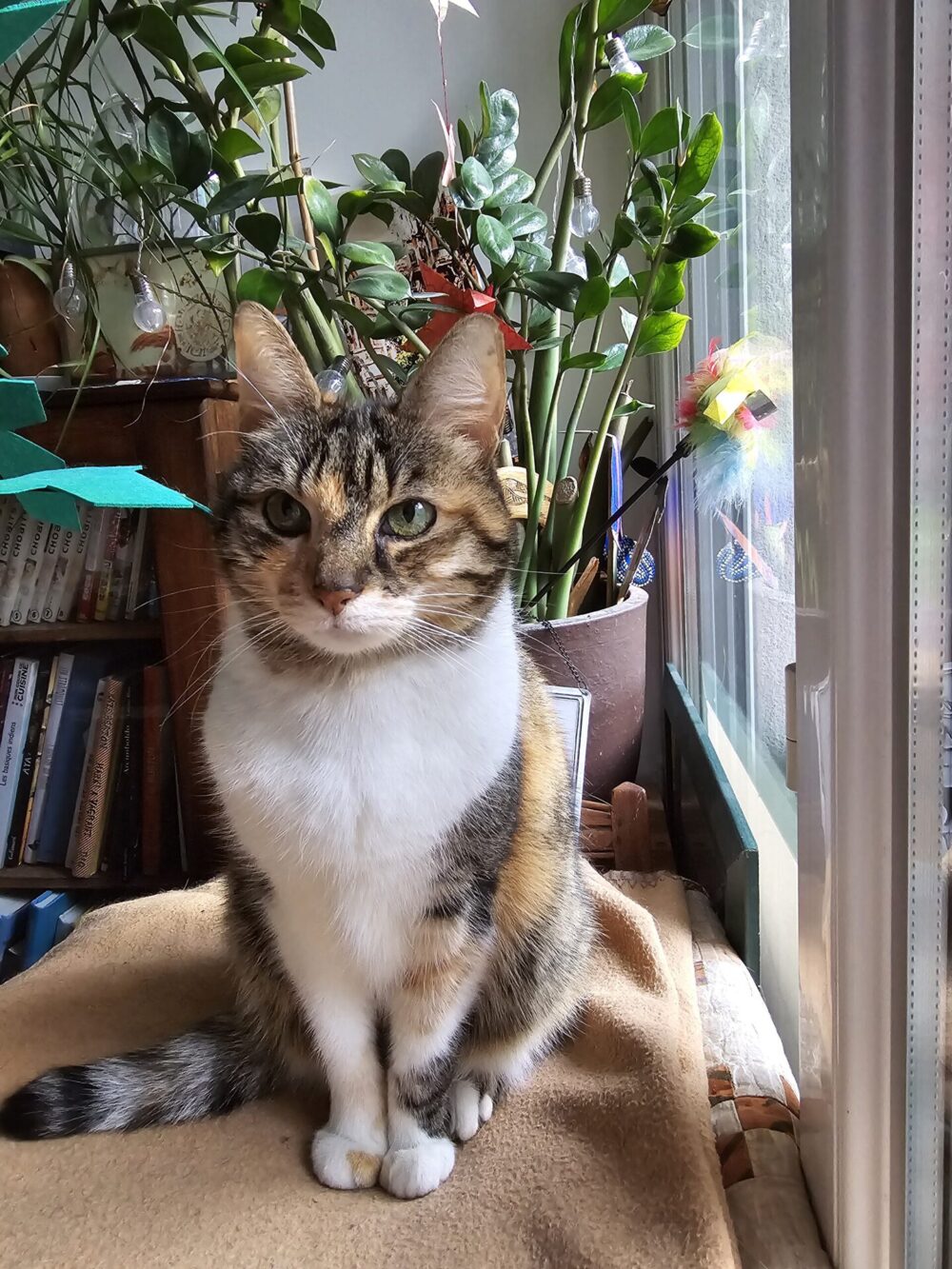 Does the Galaxy S24 Ultra take good photos of moving pets? 😼